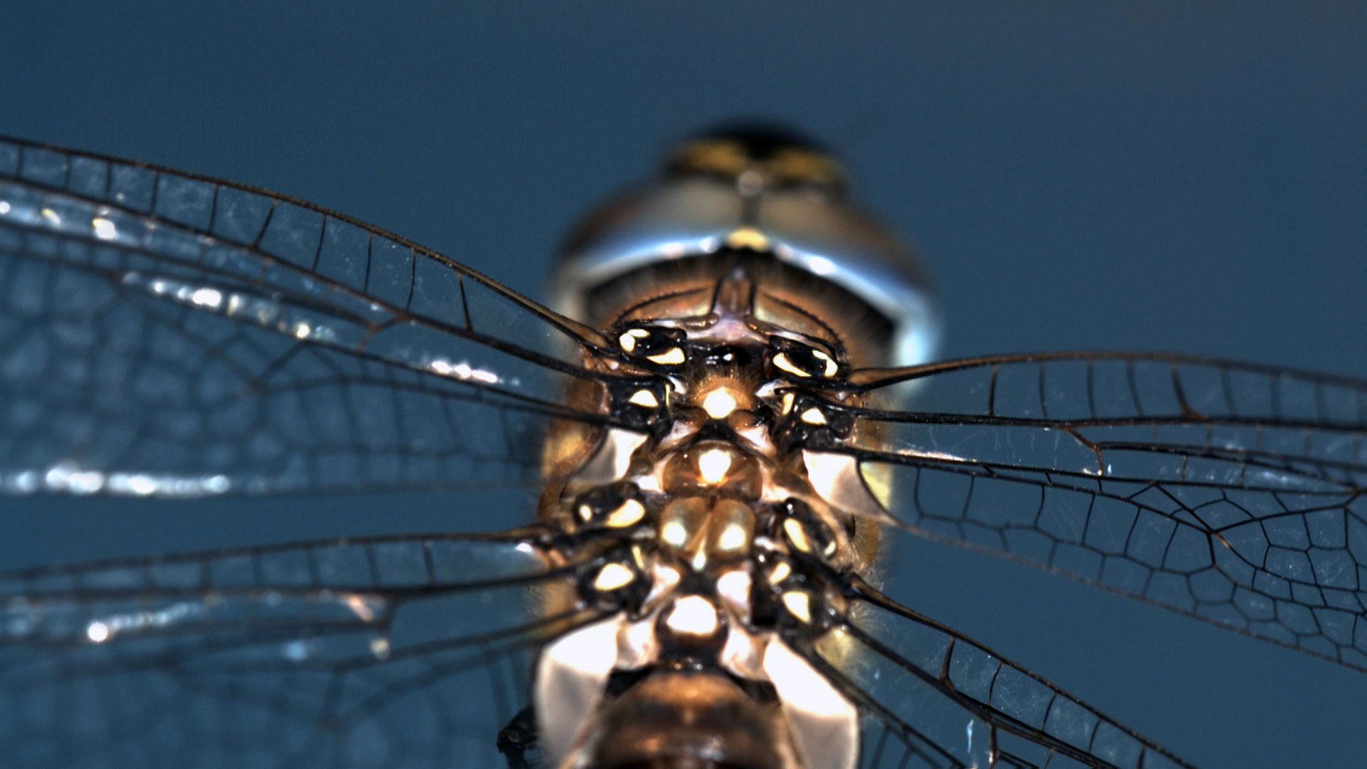 On The Wings Of Dragonflies Engineer Explores The Secrets Of Insect 